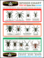 Spider Identification Chart - Venomous or Dangerous?